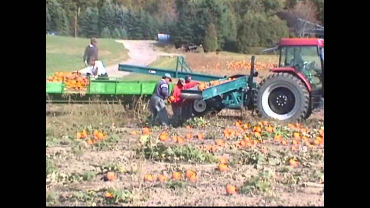 HARVEST AID PUMPKIN BY WEENING BROTHERS MFG - YouTube