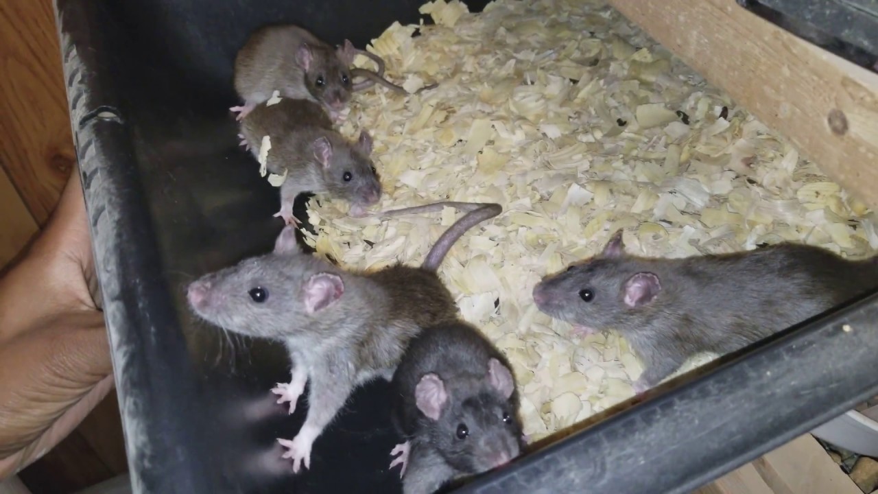 Rat breeding 2018 and a few tips 2018 PART 1 - YouTube