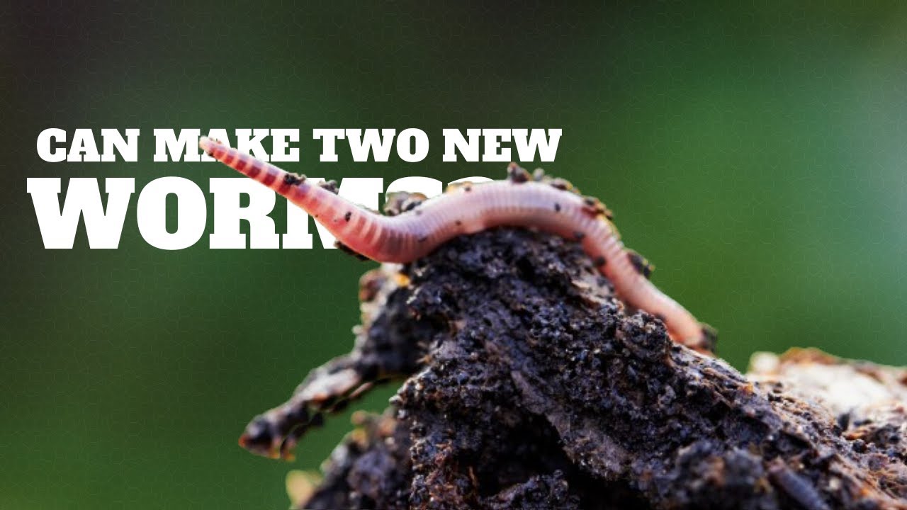 Does Cutting an Earthworm in Half Makes Two Worms? Explained! - YouTube