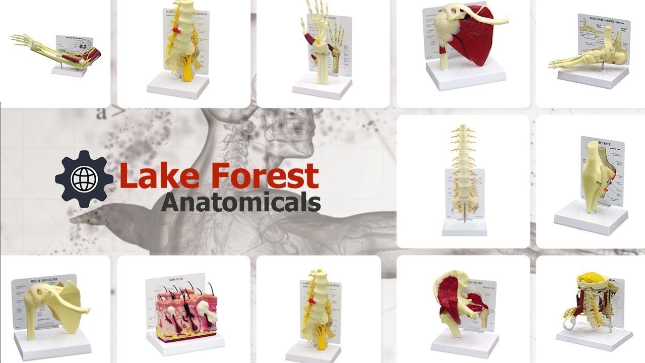 Bone and Joint Models - Bone Models - Joint Models - YouTube