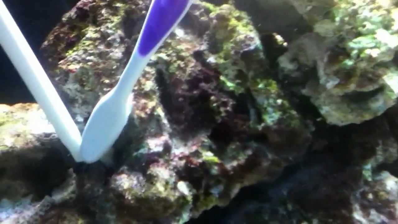 Red Slime Algae Removal Pt 2 - YouTube