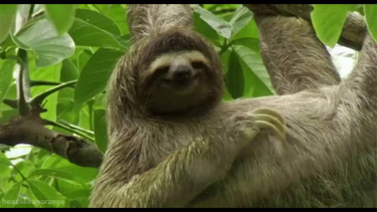 Epic Sax Sloth - YouTube
