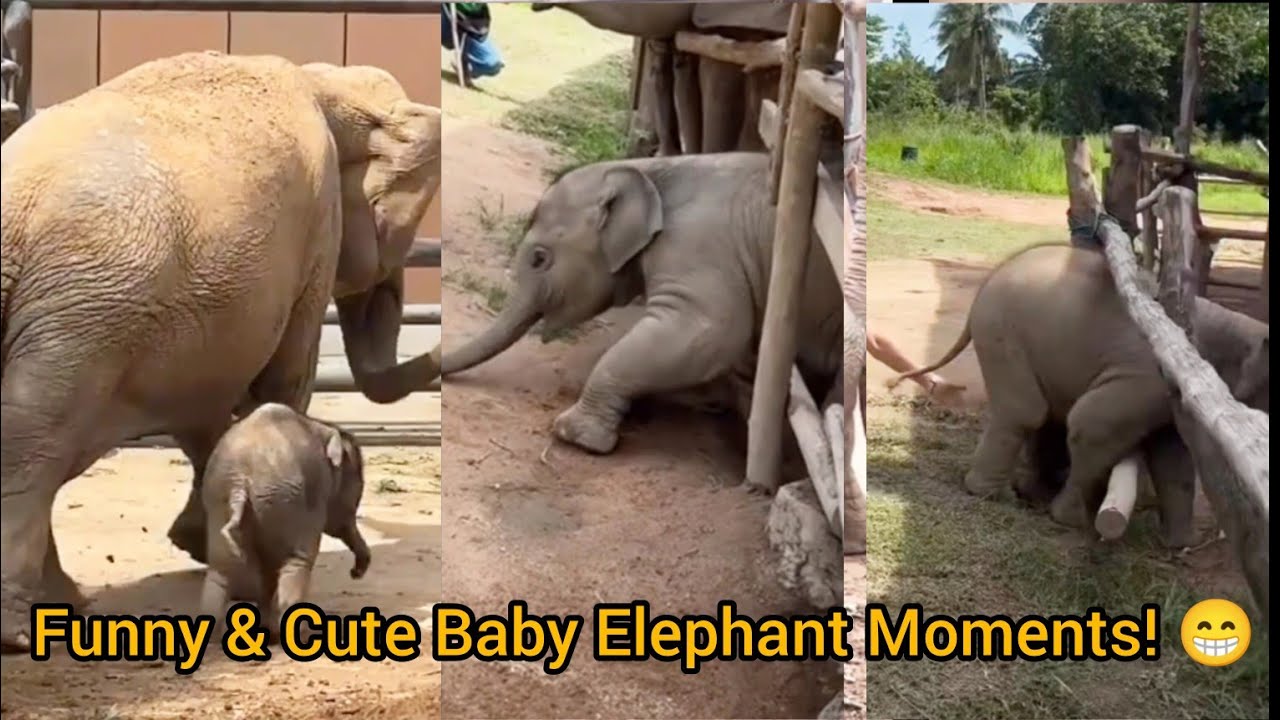 Cutest Baby Elephant Moments Ever 🐘 || Funny & Adorable Elephant ...