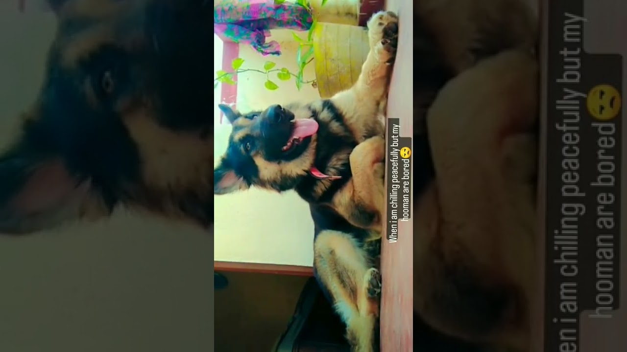 German Shepherd Dog Reel pet - YouTube