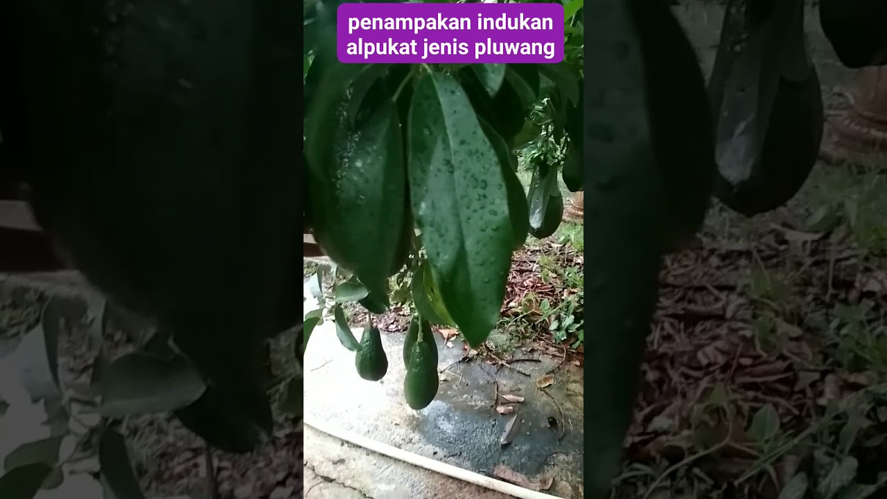 Alpukat greenstar/pluwang/pangeran - YouTube