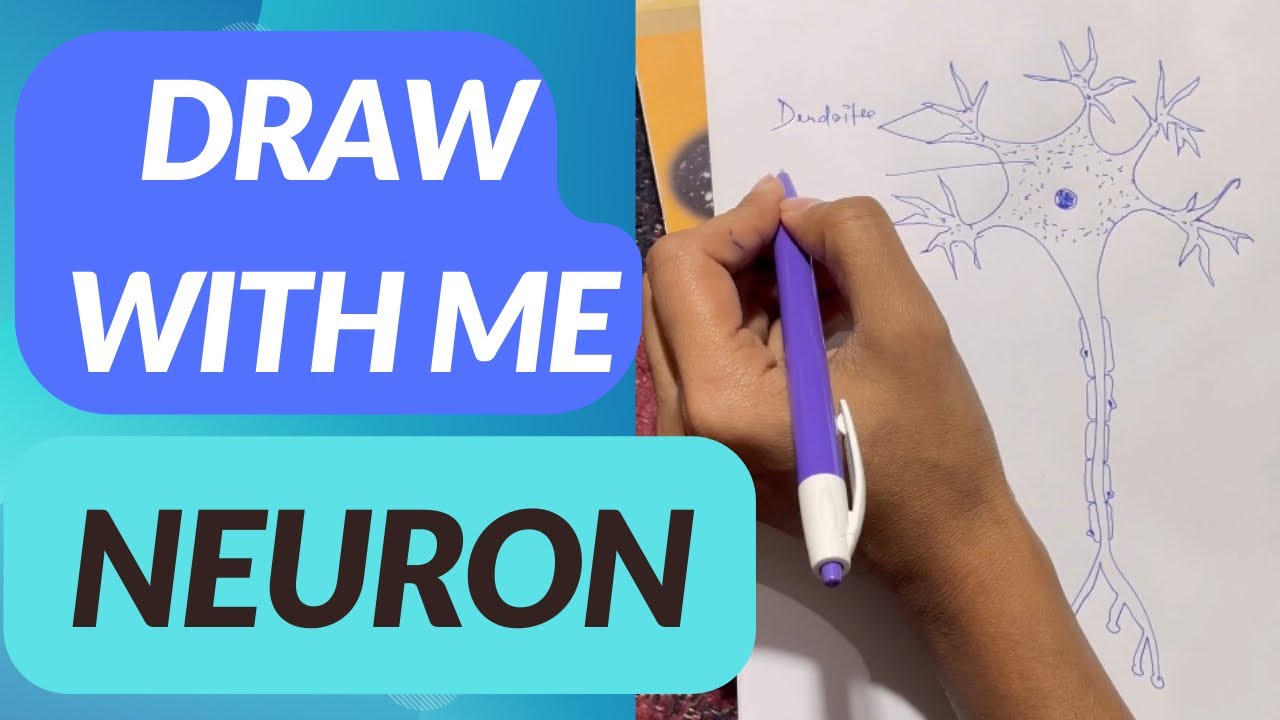 draw with me NEURON - how to draw neuron step by step - draw nerve cell ...