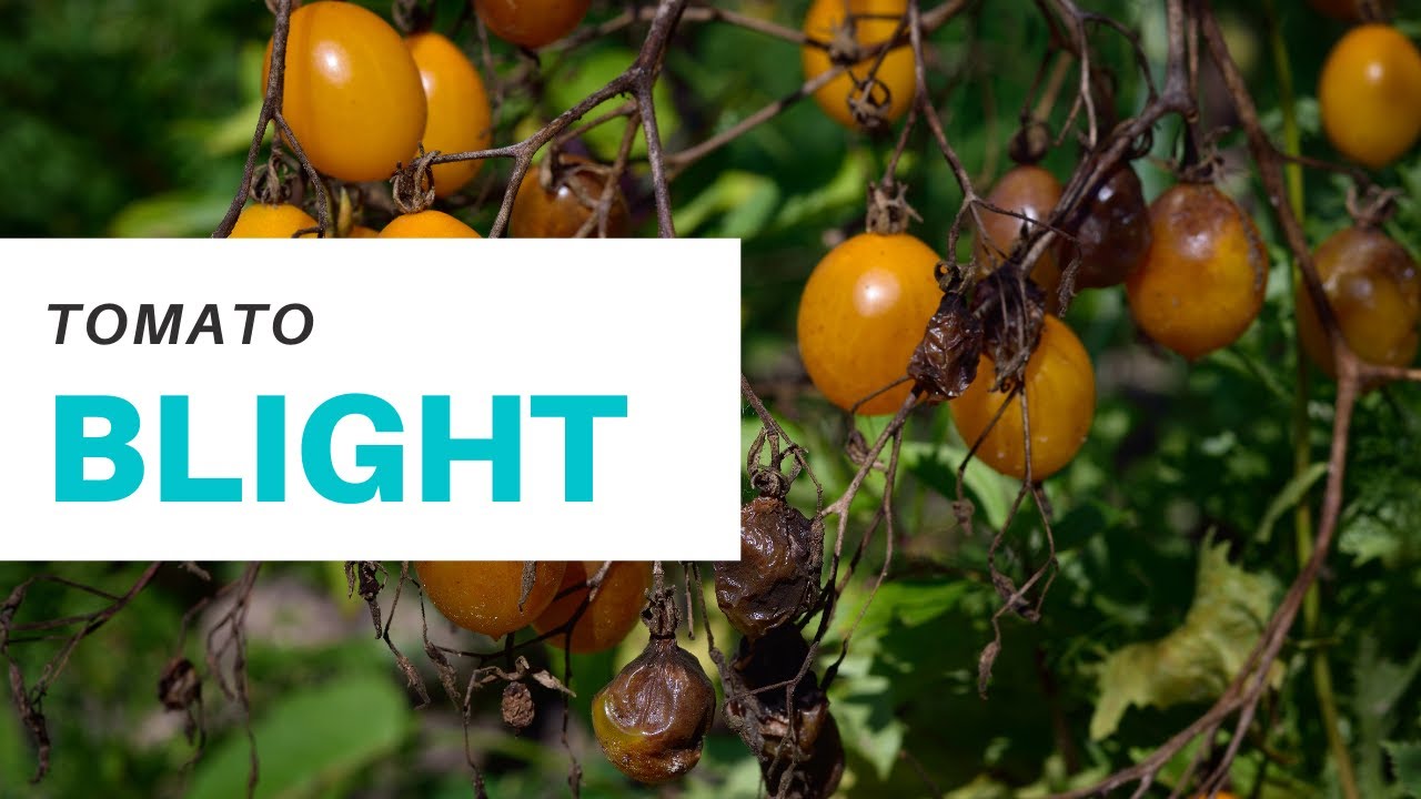 Early Blight in TOMATOES How to Prevent and Treat it - YouTube