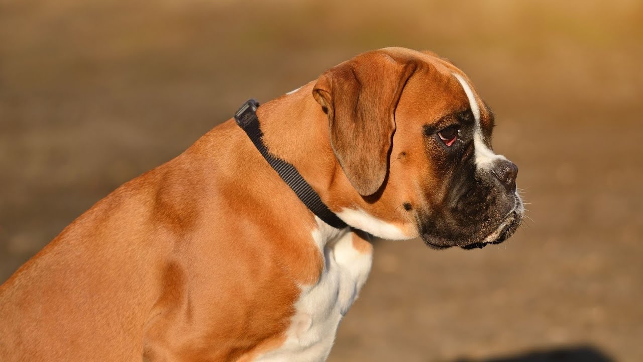 Choosing the Right Crate for Your Boxer: Size & Features - YouTube