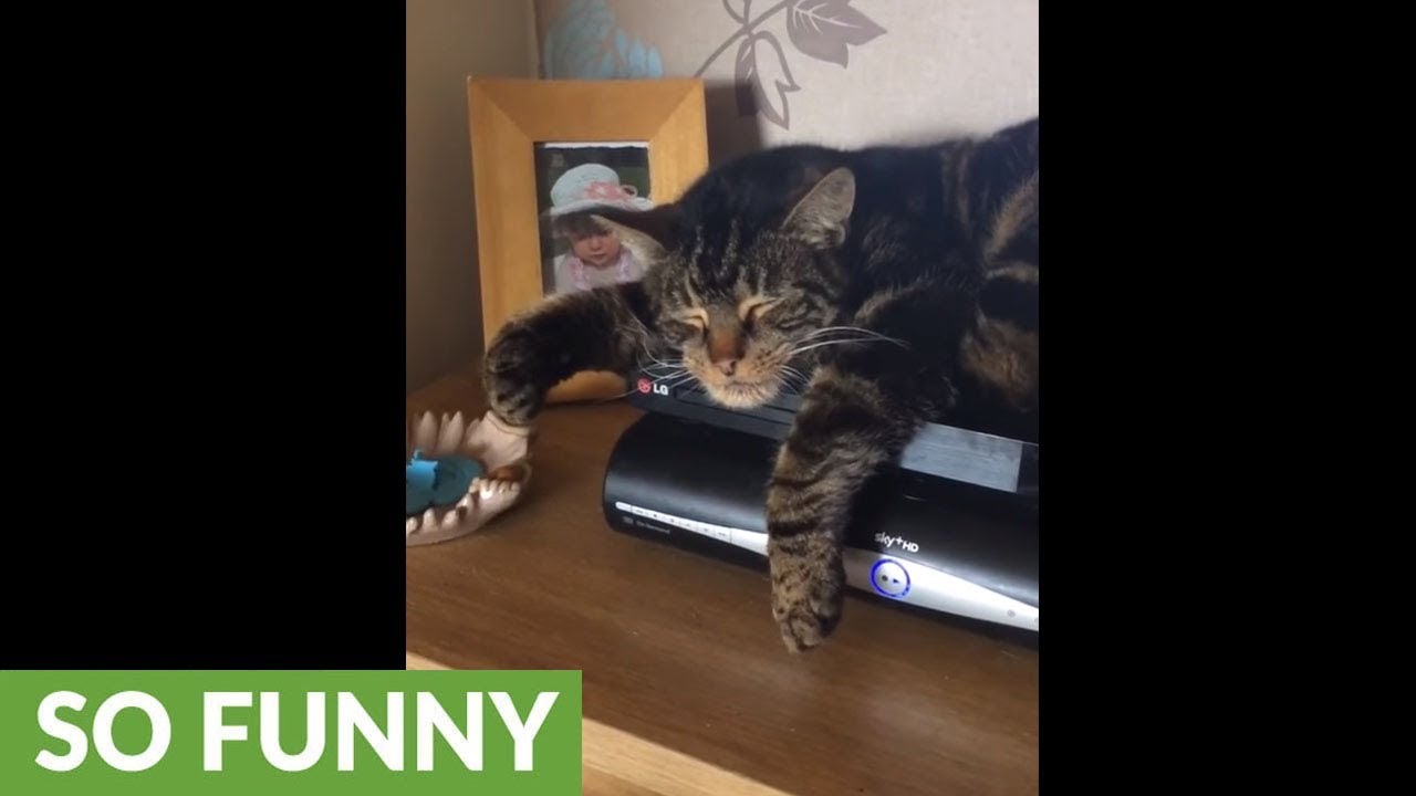 Cat falls off table due to very intense dream - YouTube