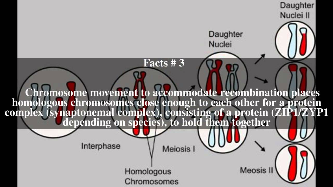 Bivalent (genetics) Top # 6 Facts - YouTube