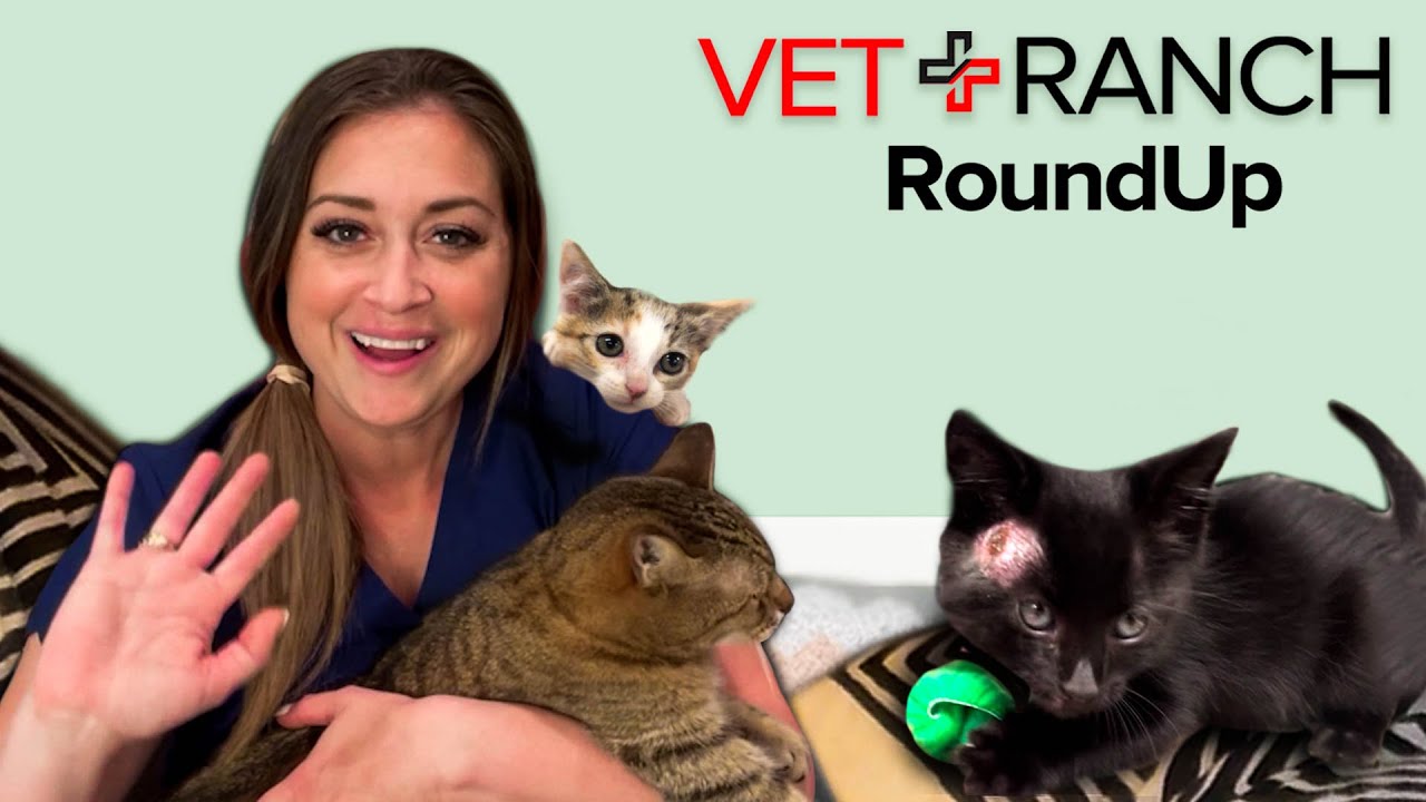 Vet Ranch RoundUp: Summer Botflies Strike Again! - YouTube