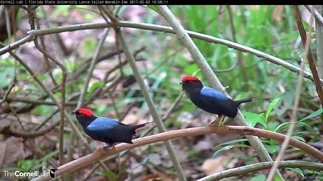 Up Close View of Lance-tailed Manakins Practicing Courtship Displays ...
