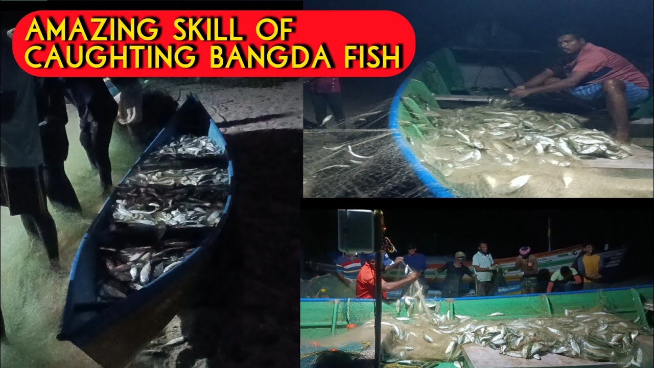 Amazing skill of caughting bangda fish | huge quantity bangda fish ...