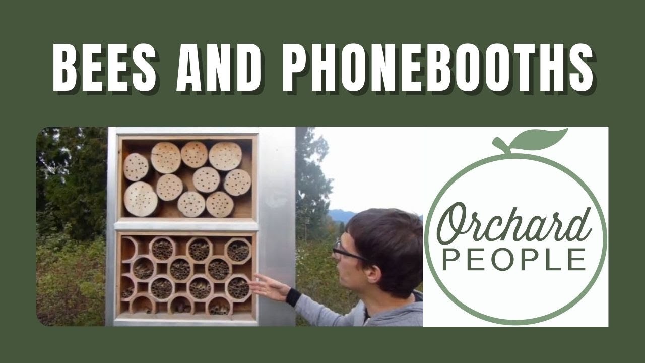 Create A Bee Hotel - From An Old Phone Booth! - YouTube