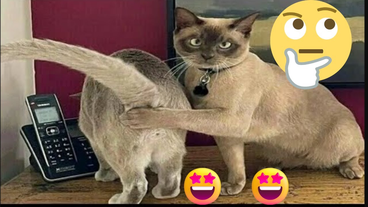 We Can't Stop Laughing When We See These Funny Cats | Funniest Pets ...