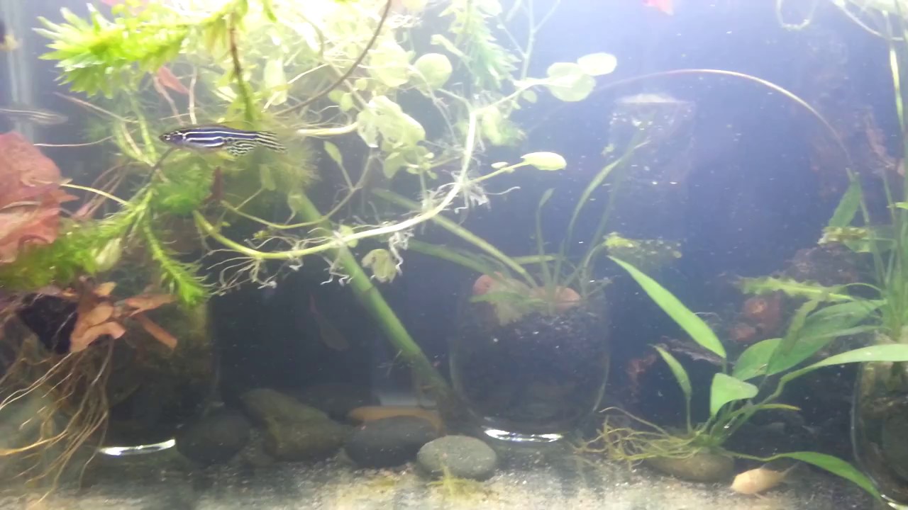 Treating Camallanus worms in Guppy fish with Fenbendazole - YouTube