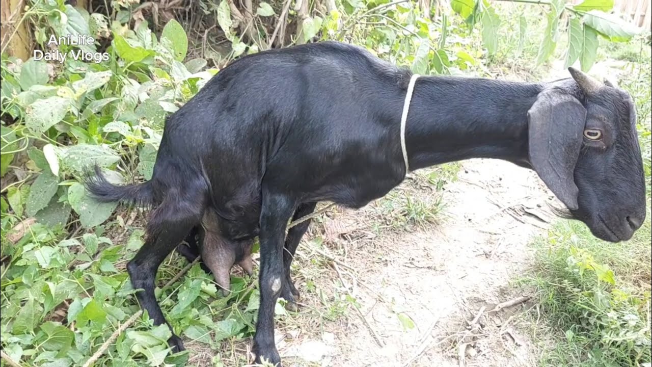 Cow Gooing Home, Goat Peeing And Buffalo Standing At Our Locality ...