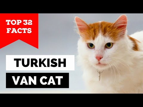 99% of Turkish Van Cat Owners Don't Know This