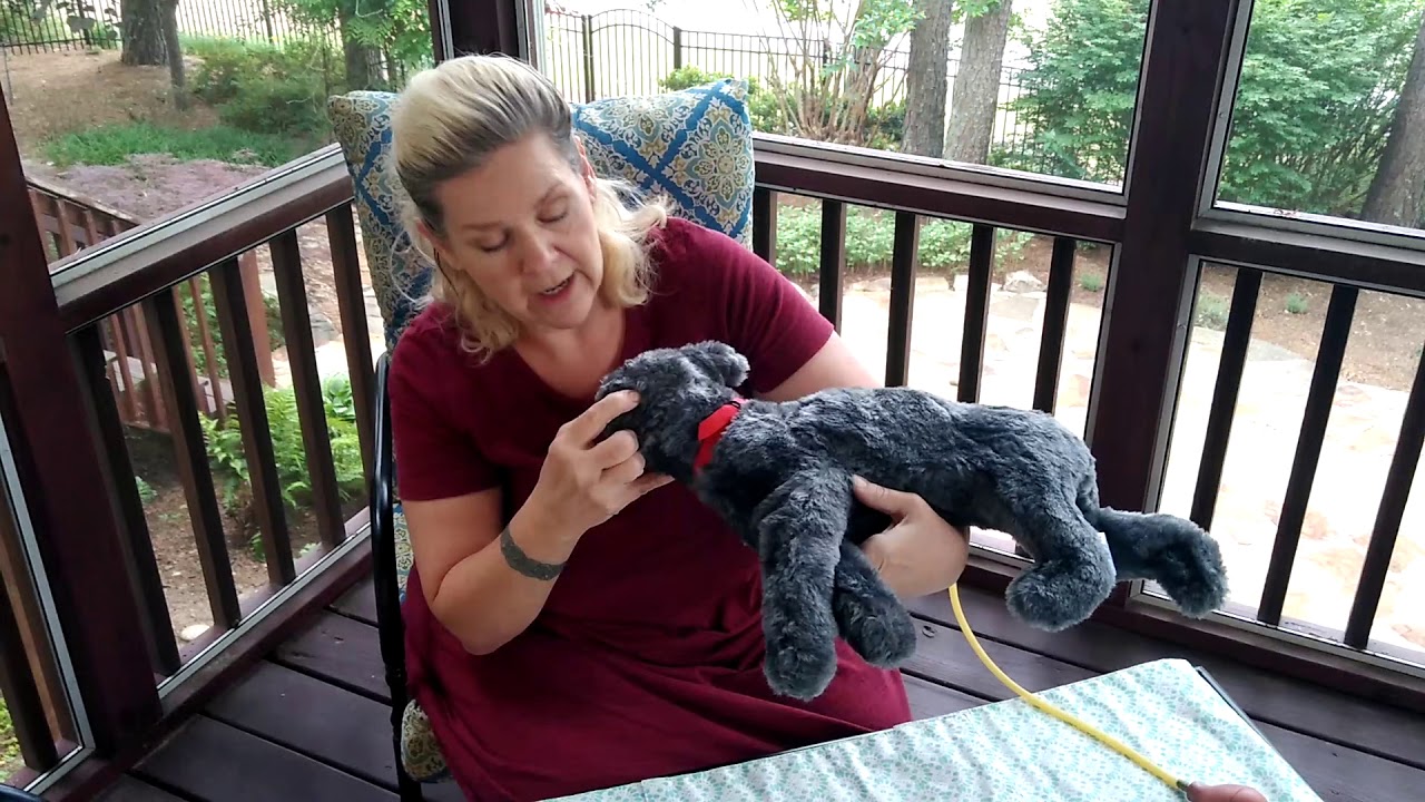 Learn Kitty CPR! With Rescue Critters & Pet Safety Crusader Denise ...