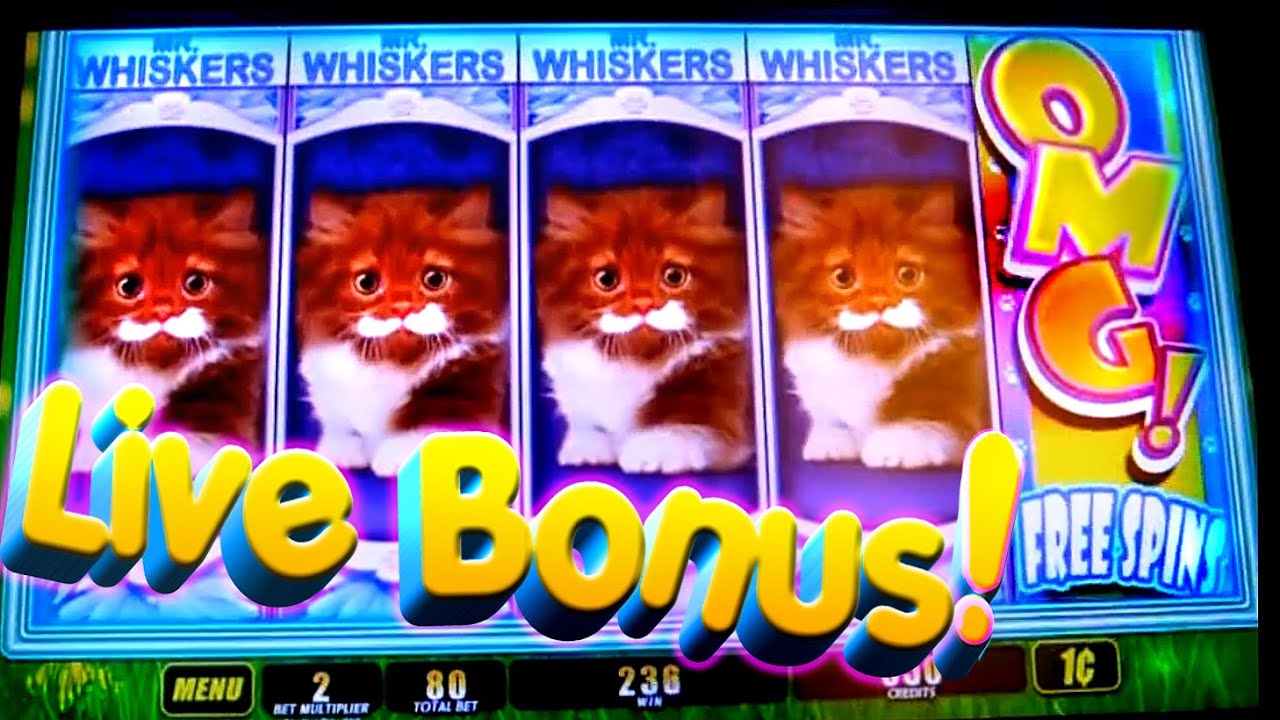 OMG Kittens Play Live BONUSES - 1c Wms Video Slots - YouTube