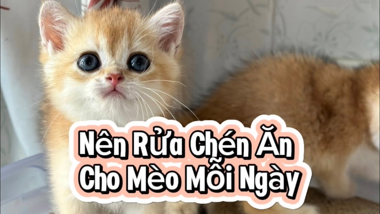 Mèo Tên Mỡ- Có Nên rửa chén ăn cho mèo không #cat #pets #catlover #mèo ...