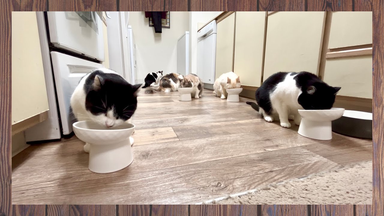 Fixing Cats Throw Up & Diarrhea | CUTE CRAZY FUNNY CATS - YouTube