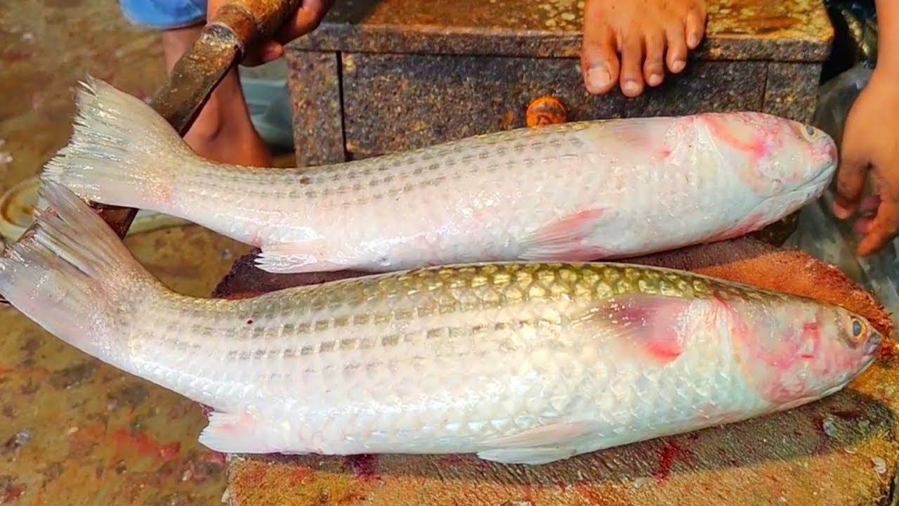 Fish Cutting Skills! Amazing Big Bata Fish Cutting Skills In Village ...