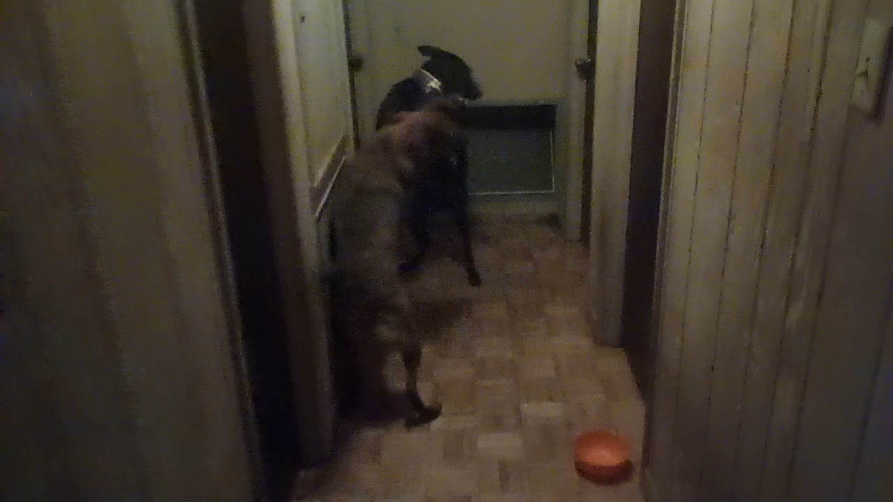 Super Dogs sparring, Top Dog K9, Clugston - YouTube