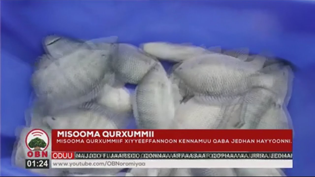 Misooma Qurxummii - YouTube