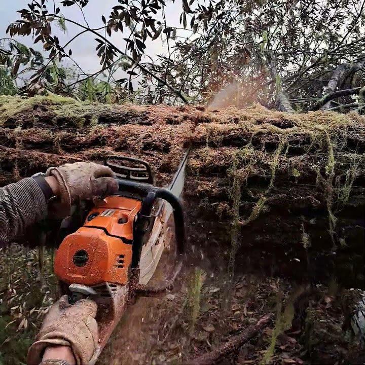 Buckn, tree cutting, tree felling, stihl, lumberjack, logging - YouTube