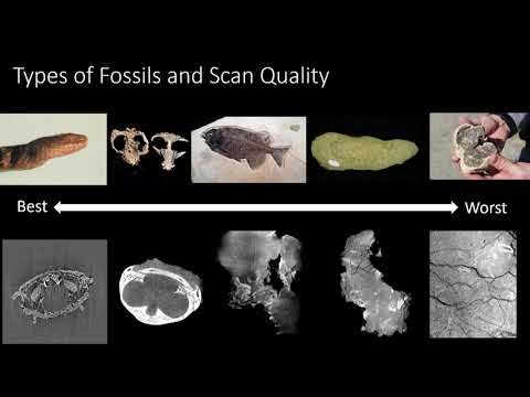 Decoding the Fossil Record: The Benefits of AI in the Segmentation of ...