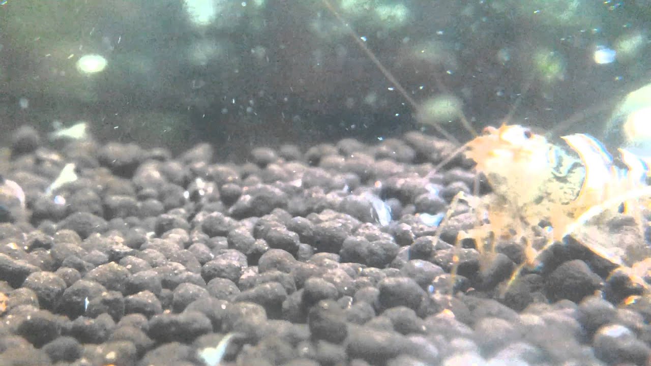 Mue bebe crevette - YouTube