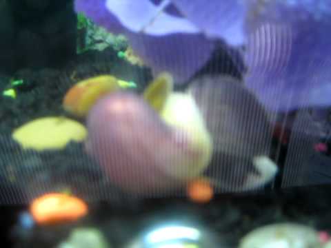 Apple snails...Breeding? - YouTube