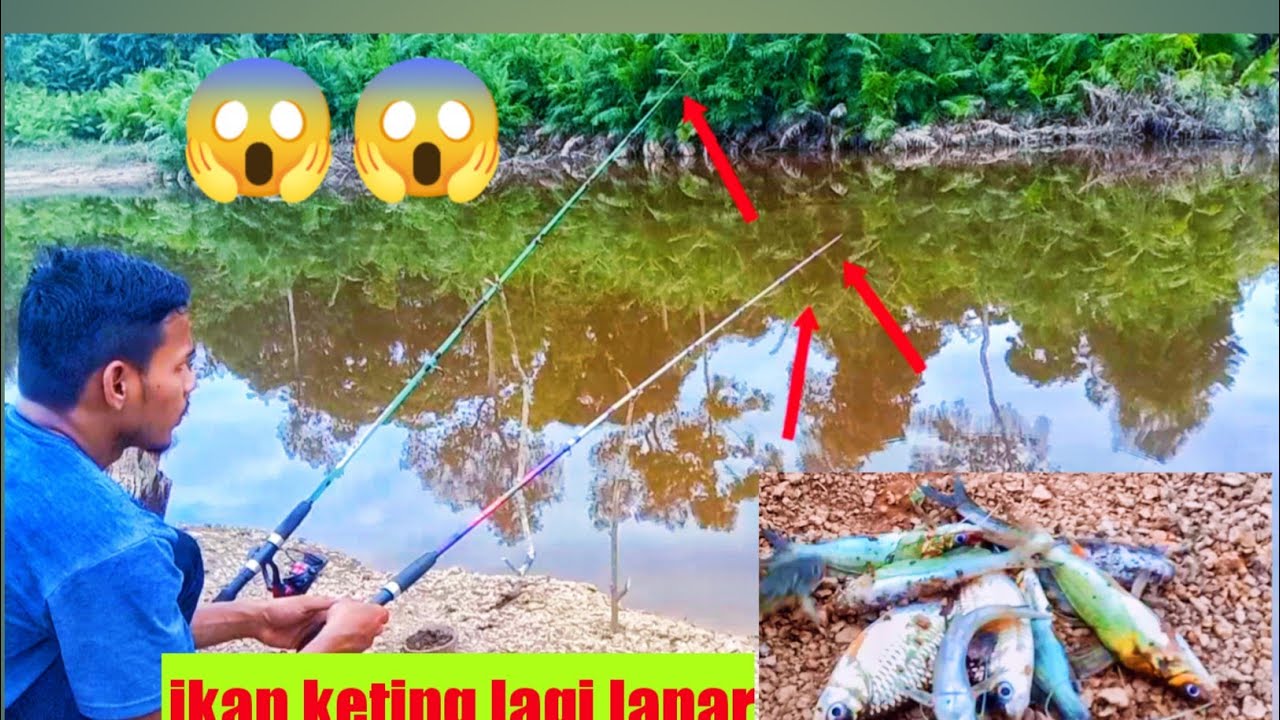 DABEL STRAKE ...!! || ikan keting lagi lapar dan ganas. #casting - YouTube