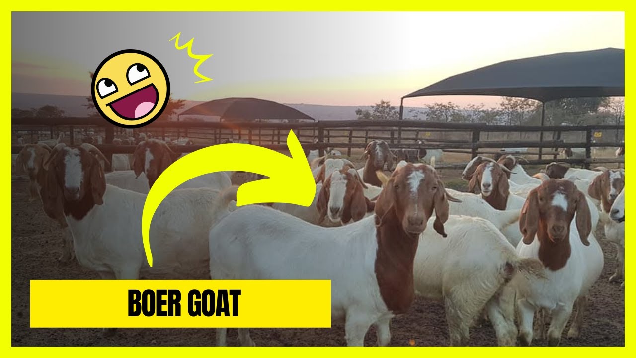 Boer Goat farm - Kleinbegin Boerbok INCREDIBLE!! - YouTube