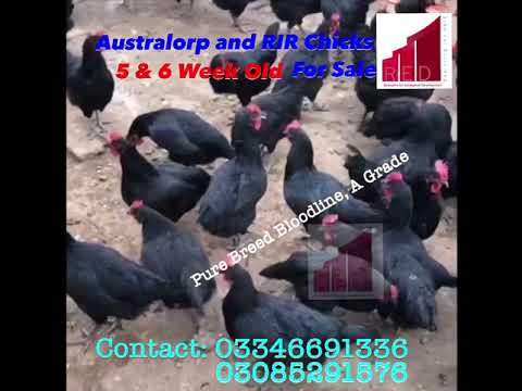 Australorp and RIR, 5&6 Weeks - YouTube