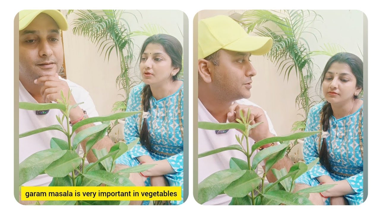 Exclusive Exotic .....Allspice (Garam Masala Plant) – Ek Hi Paudha, Sab ...