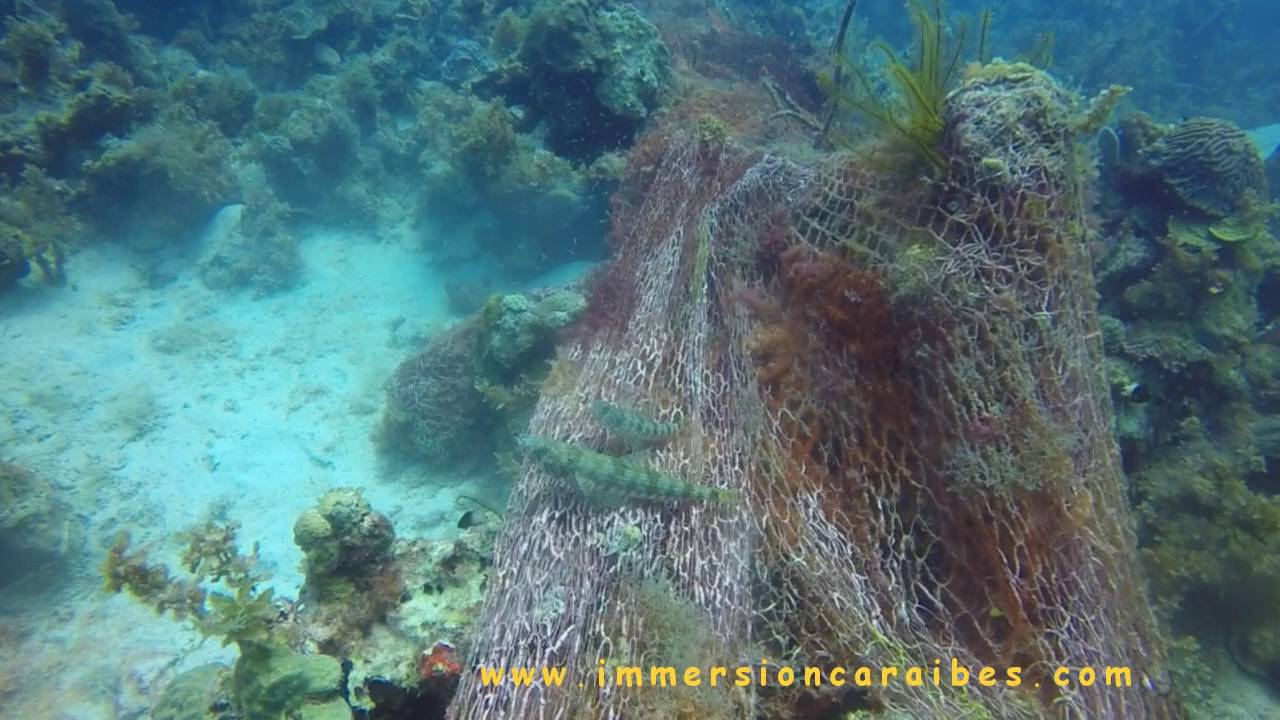 Poissons Lézards, de Sainte-Anne au Rocher du Diamant avec Plongée ...