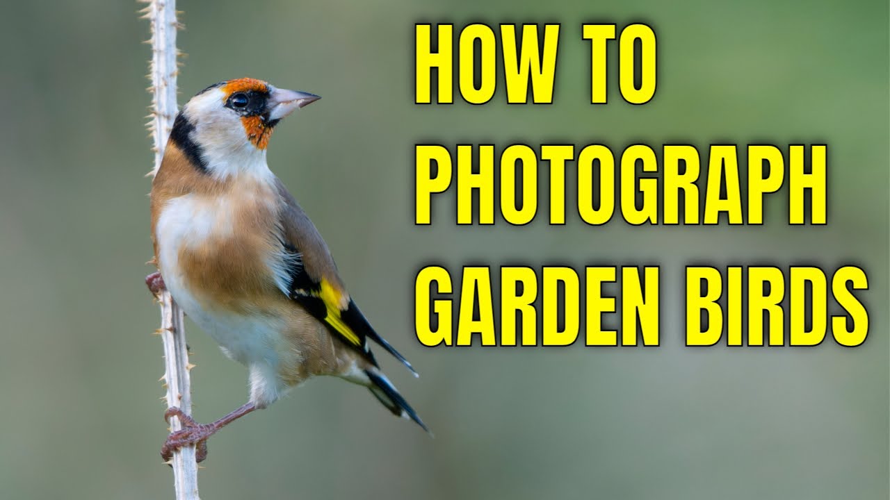 Wildlife Photography Photographing Garden Birds and Beyond! Expert tips ...