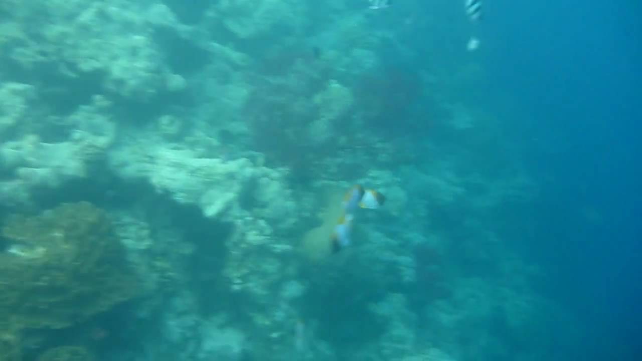 Palau Big Drop-off - YouTube