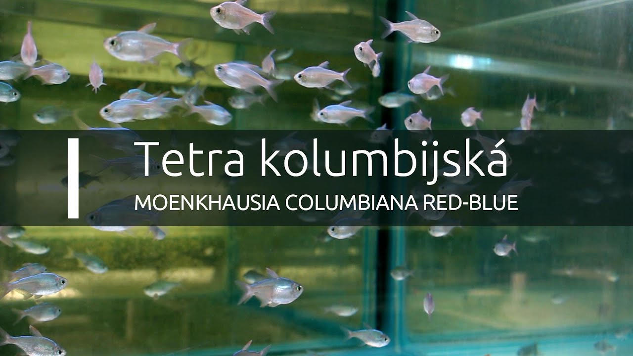 Tetra kolumbijská - Moenkhausia columbiana red-blue (www.shrimp.sk ...
