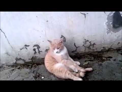 Sad, Melancholy Wrapping The Cat/Üzgün, Dertli Kedi