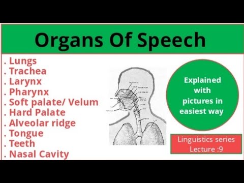 Organs of speech | Vocal Organs | Linguistics - YouTube