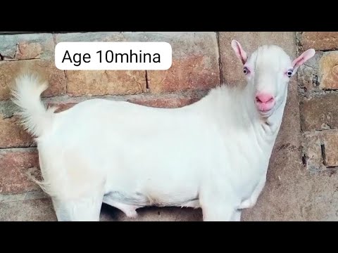 Goat Milk Benefits|How To Make Smart Goat Farming At Home - YouTube
