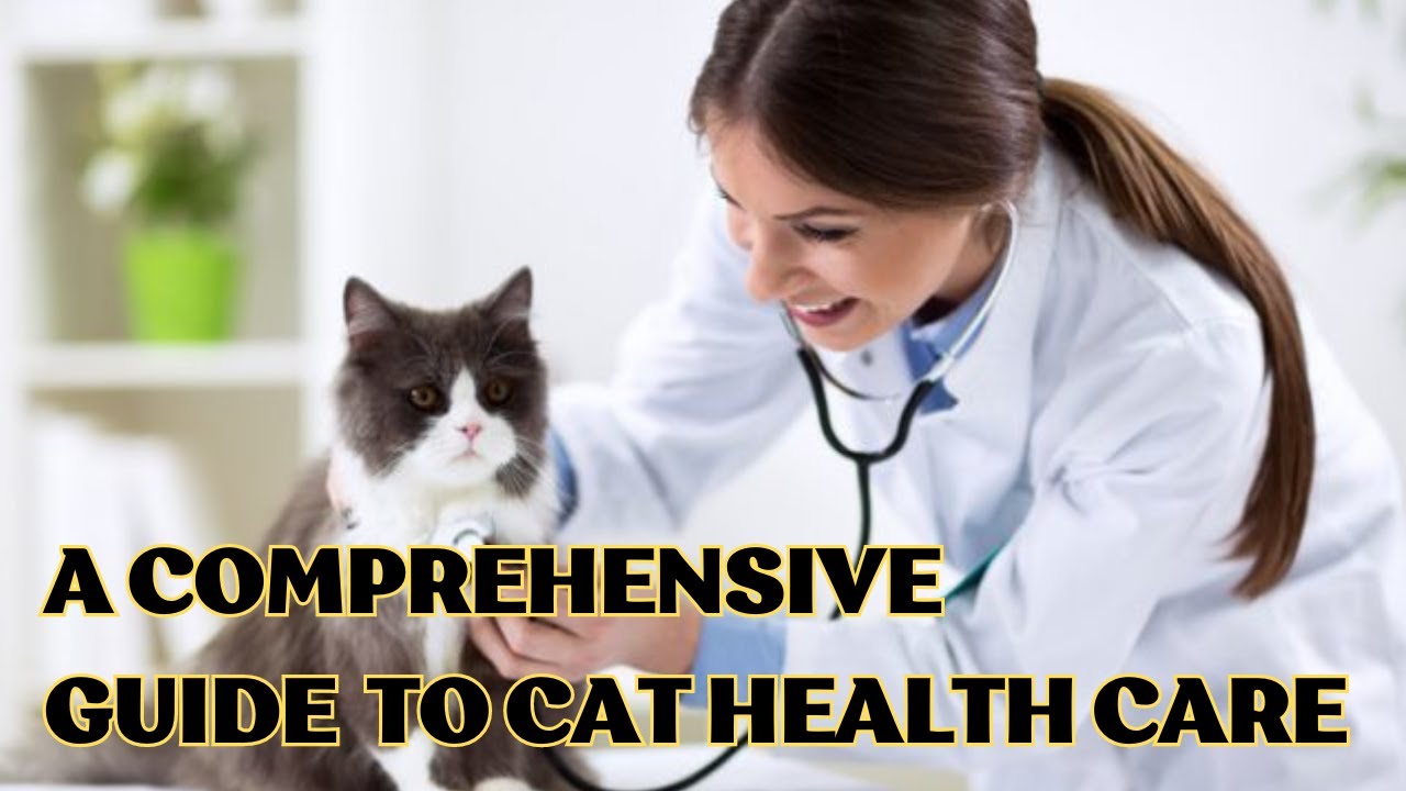 A Comprehensive Guide to Cat Health Care | funny pets 417 - YouTube