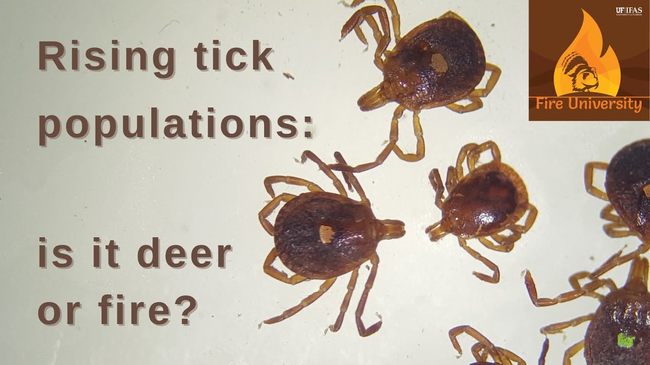 Rising tick populations….is it deer or fire? ft. Dr. Carolina Baruzzi ...
