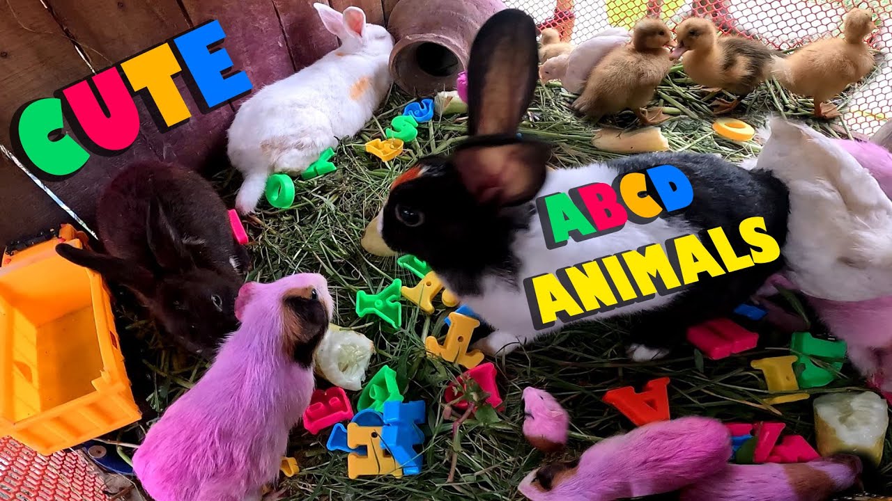 ABCD Millions of Cute Animals Guinea Pig Rabbit Colorful chicks Smart ...