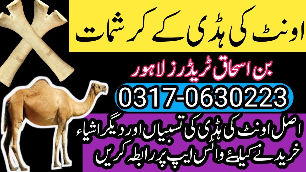 Camel bone's products and its benefits - YouTube