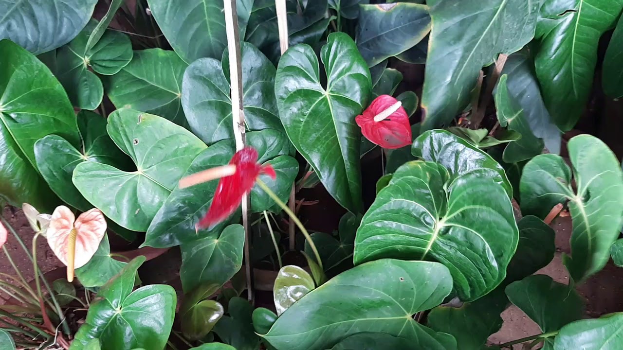 Anthurium | Simple Spadix Inflorescence | Spathe | biologytutorNEET ...