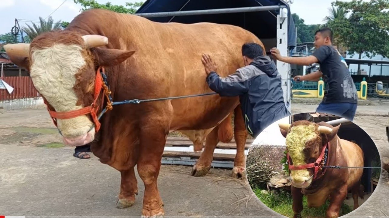 SAPI MONSTER LERENG TELOMOYO AKHIRNYA DEAL, langsung timbang - YouTube